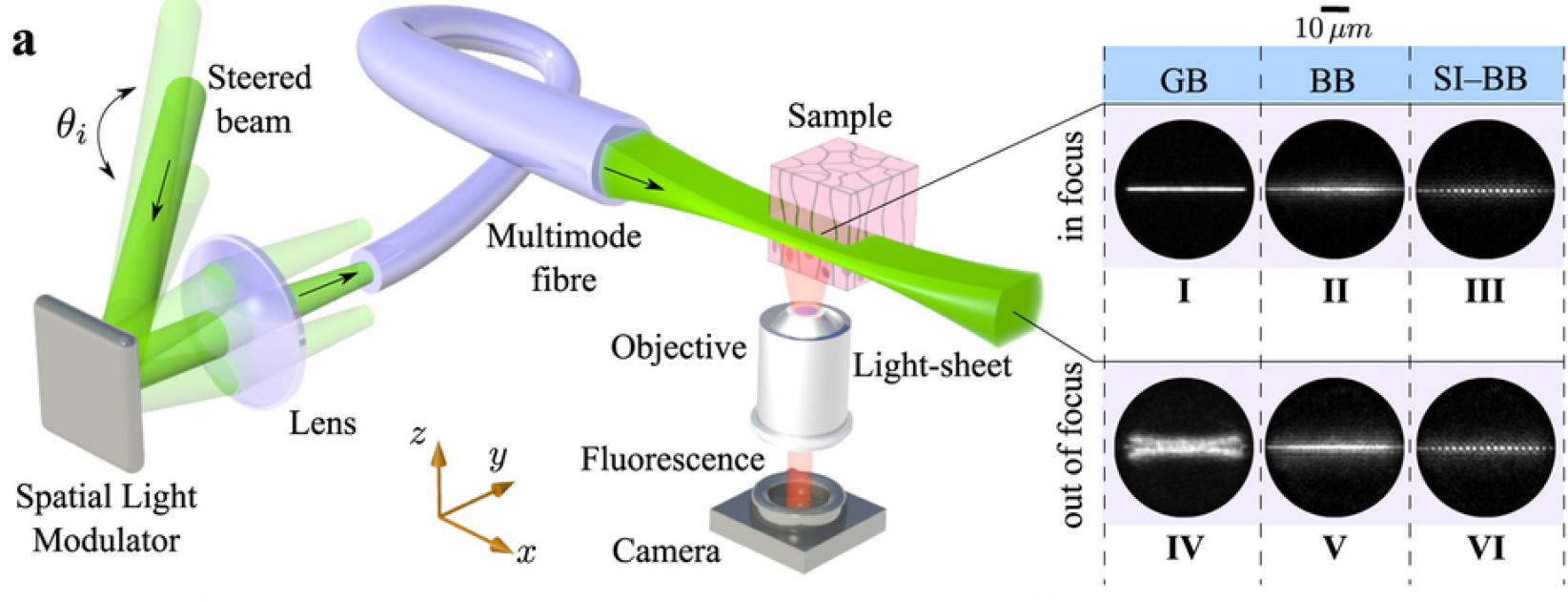 Published paper “Multimode fibre: Light-sheet microscopy at the tip of ...